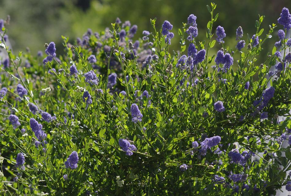 20 Ceanothus Varieties to Grow in Your Beautiful Garden [UK] - The Arches