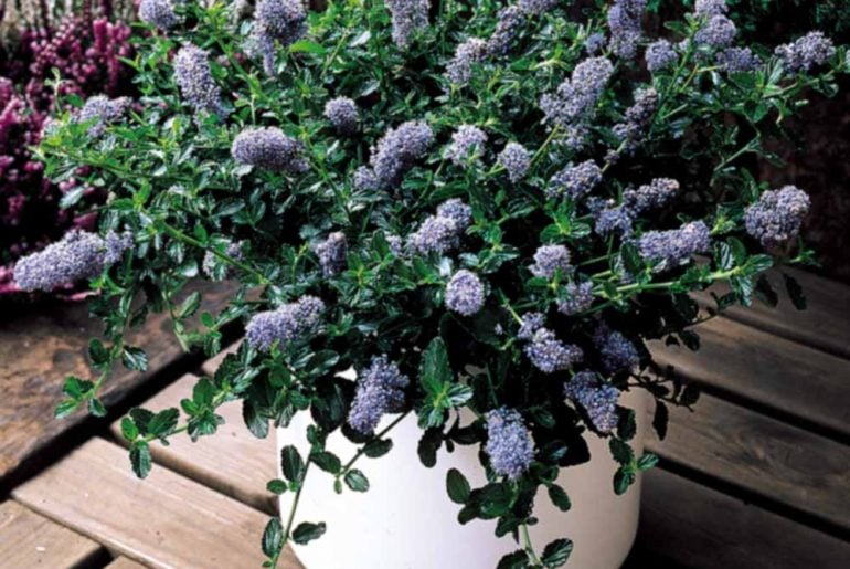 15 Hardy Evergreen Shrubs that Are Perfect for Pots [UK] - The Arches
