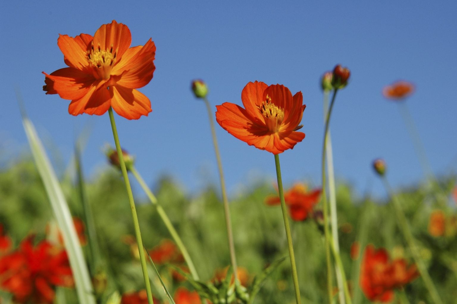 5 Easy Steps for Growing Cosmos from Seeds - The Arches