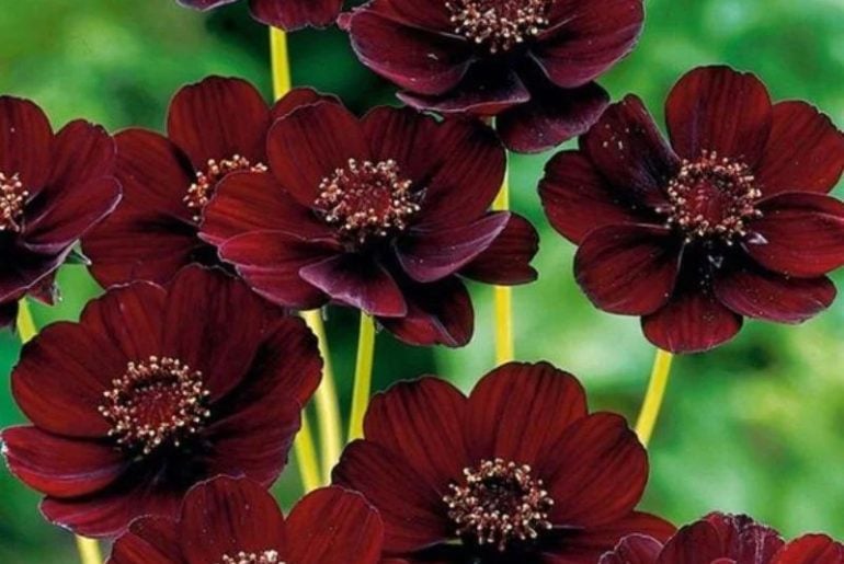 5 Easy Steps for Growing Cosmos from Seeds - The Arches
