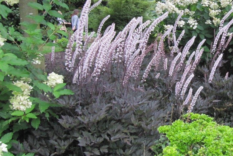 30 Plants with Black Flowers and Foliage for Your Garden - The Arches