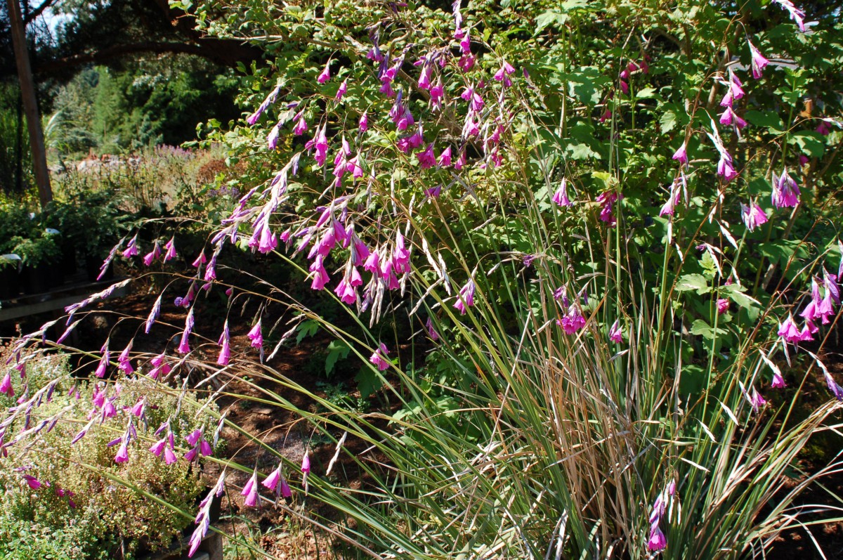 Guide to Growing and Caring for Dierama Plants - The Arches