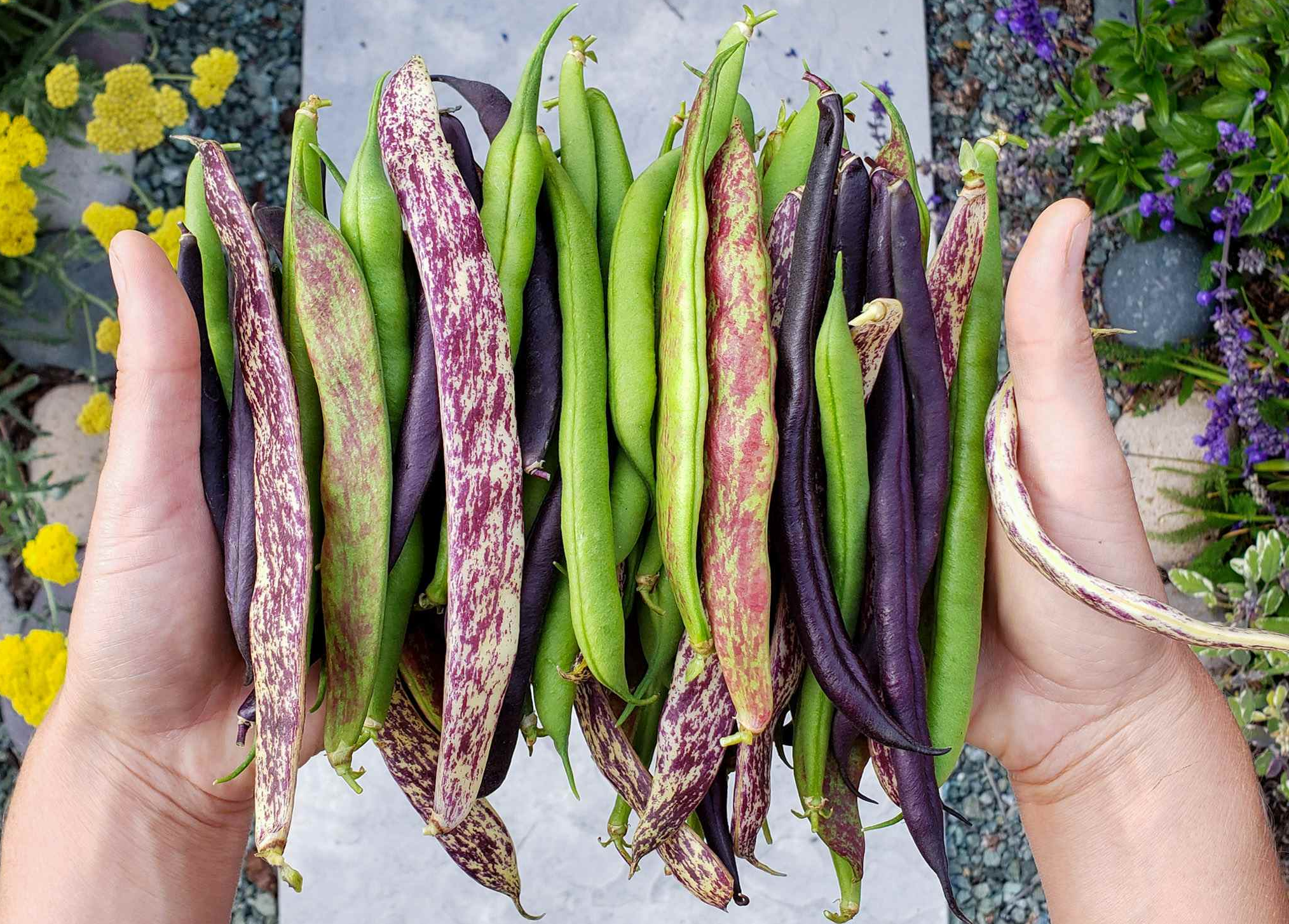 Grow French Beans Easily from Seed: A Step-by-Step Guide - The Arches