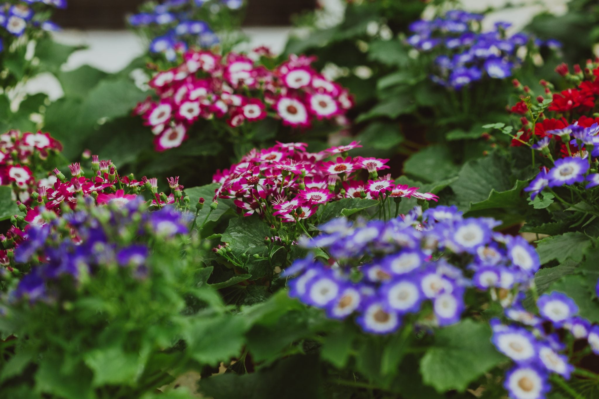 How to Grow and Care for Cineraria Plants - The Arches