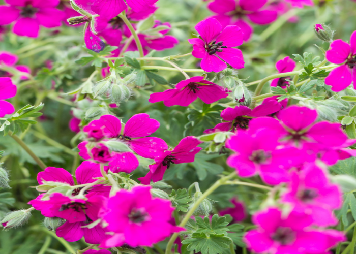 List of 20 Hardy Geranium Varieties to Enhance Your Garden - The Arches