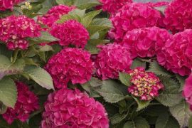 Hydrangeas: A Guide to 13 Stunning Varieties for Your Garden - The Arches