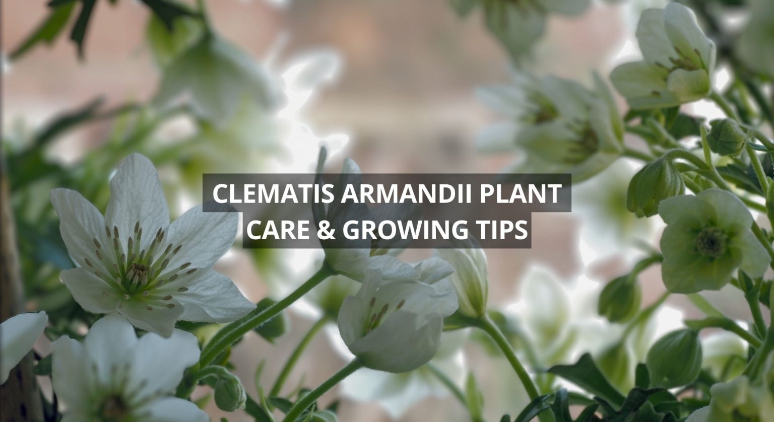 The Ultimate Guide to Taking Care of Clematis Armandii [UK] - The Arches