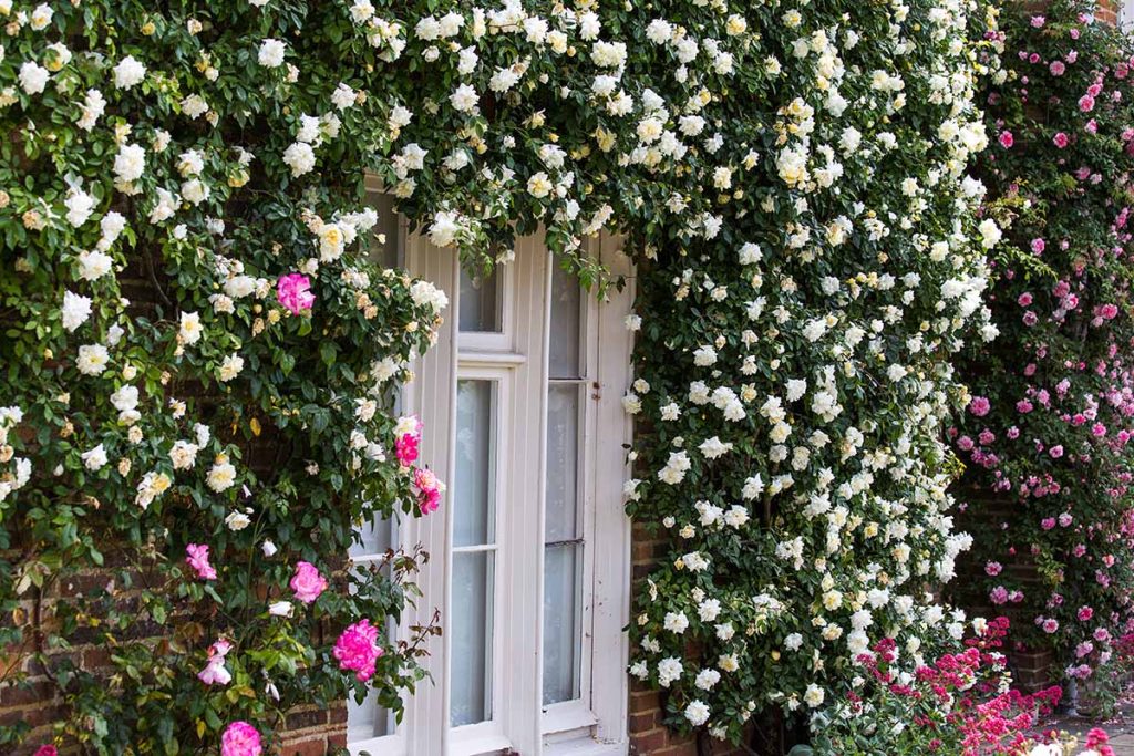 Low Maintenance Climbing Plants - The Arches
