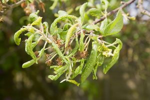 The Perfect Time to Harvest Damsons: Caring and Growing Tips - The Arches