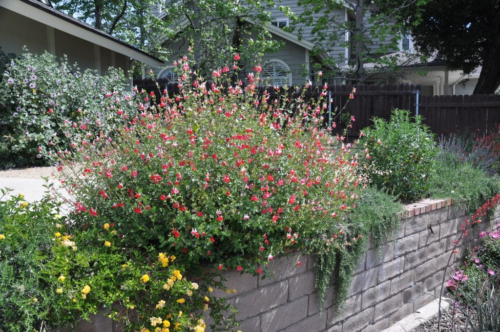 When and How to Cut Back Salvia 'Hot Lips' Plant: Caring Guide - The Arches