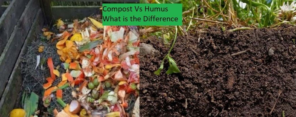 Humus Vs Compost: Learn the Key Differences - The Arches