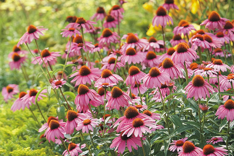 24 Long-Flowering Perennials That Will Transform Your Garden - The Arches