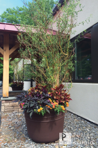 Can Curly Willow Be Grown in Pots? - The Arches