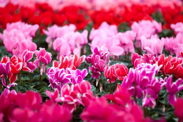 10 Essential Tips for Growing Beautiful Cyclamen Plants - TheArches