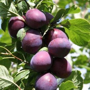 Top 10 Plum Varieties to Grow Successfully in the UK - The Arches