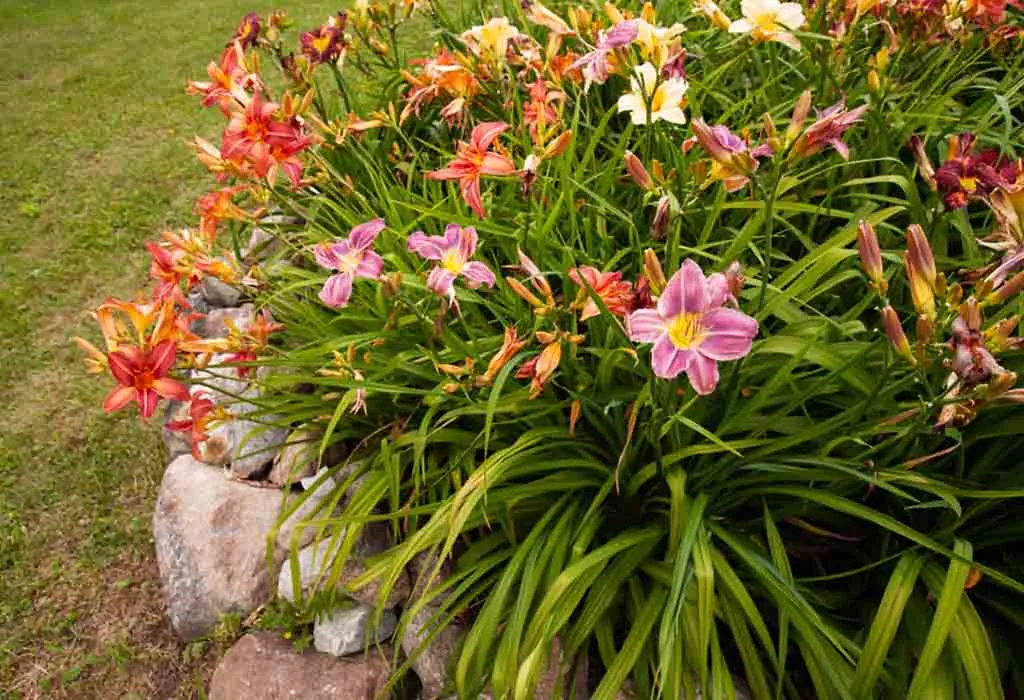24 Long-Flowering Perennials That Will Transform Your Garden - The Arches