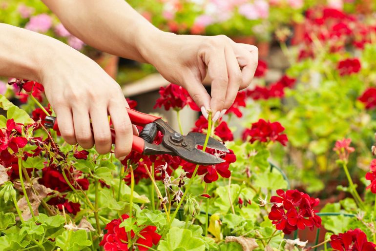 Easy Pruning Techniques for Tender and Hardy Geraniums - The Arches