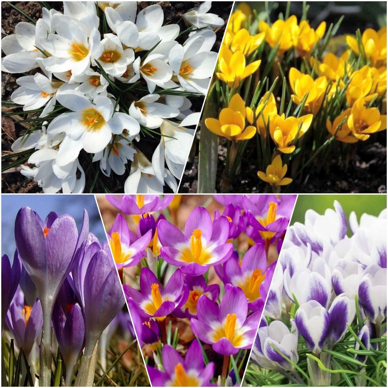 25 Must-See Early Spring Flowering Plants For Your Gardens - The Arches