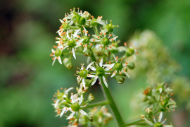 How to Care for Your Saxifraga: A Complete Guide - The Arches