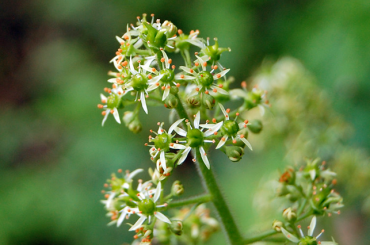 How to Care for Your Saxifraga: A Complete Guide - The Arches