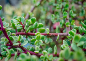 22 Beautiful Plants With Stunning Red-Colored Stems - The Arches