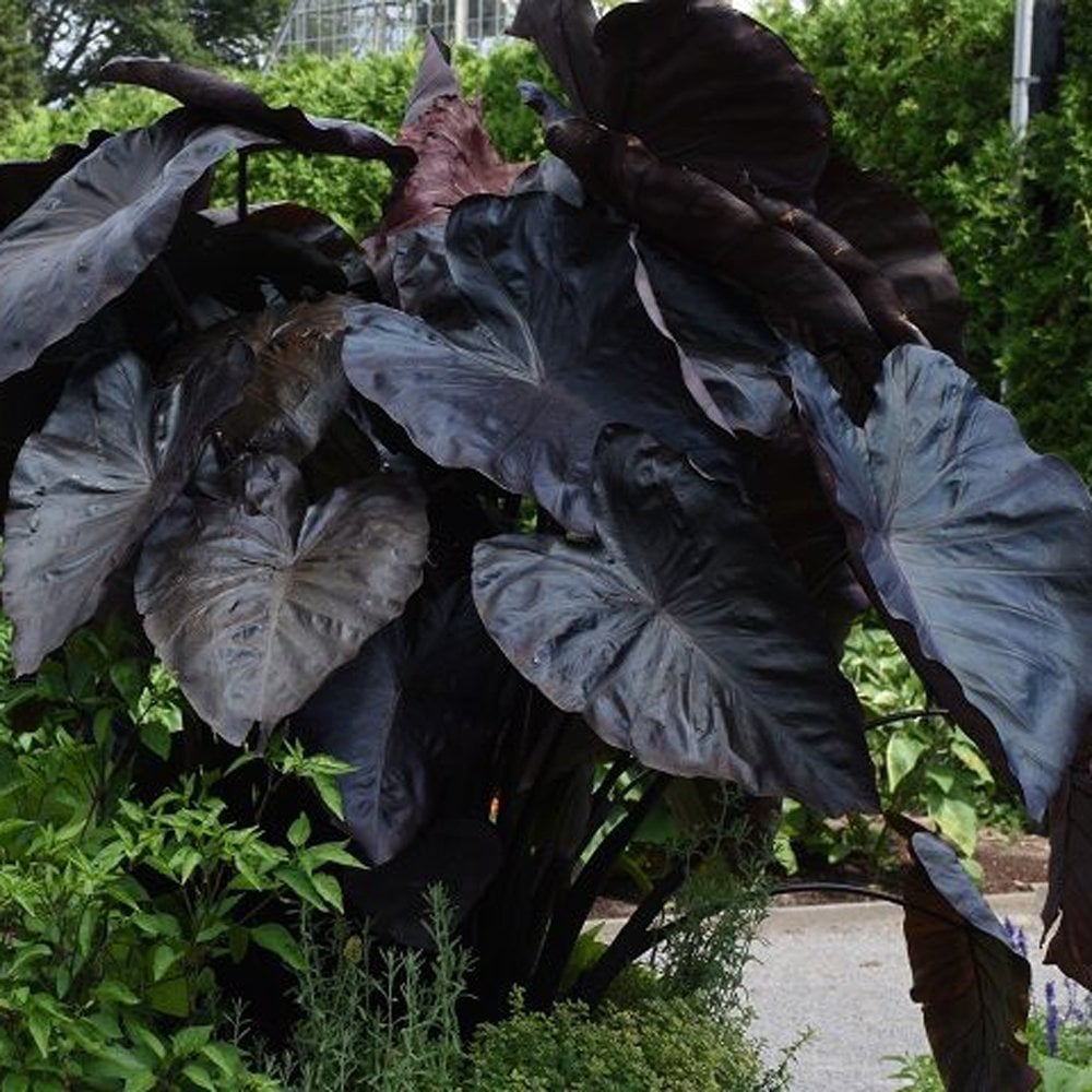 30 Plants with Black Flowers and Foliage for Your Garden - The Arches