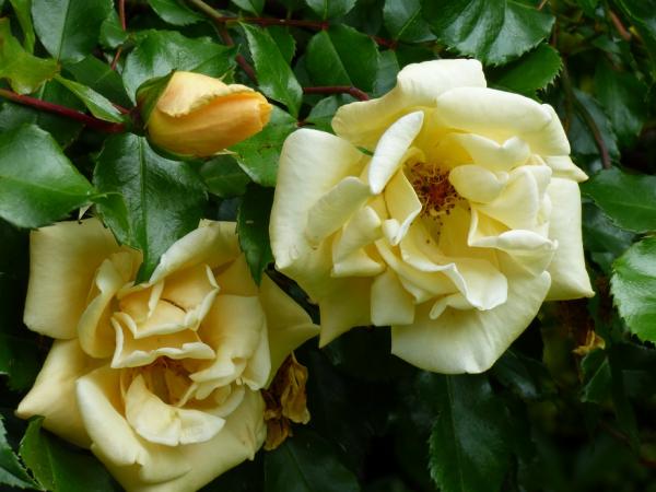 The Best Climbing Roses for Shade - TheArches
