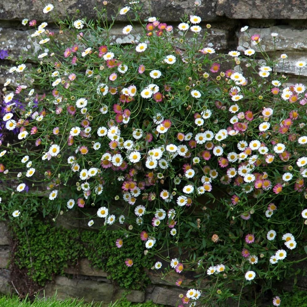 How to Grow Erigeron Karvinskianus 'Mexican Fleabane' in Your Garden ...