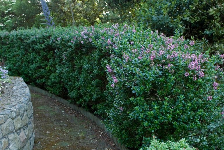 How to Care for Escallonia 'Red Claws': A Complete Guide - TheArches