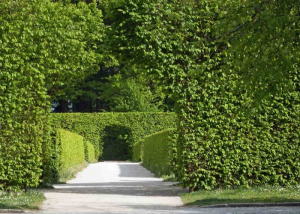 16 Amazing Hedge Ideas for Your Garden Boundaries Explained - The Arches