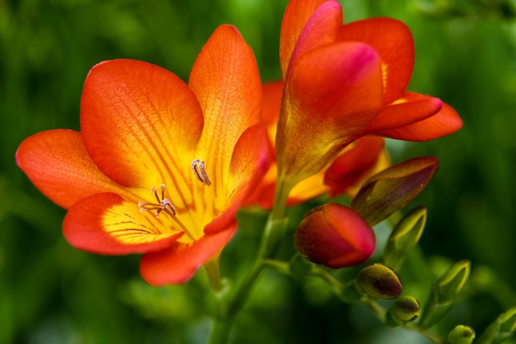Growing and Caring for Freesias: The Ultimate Guide - The Arches