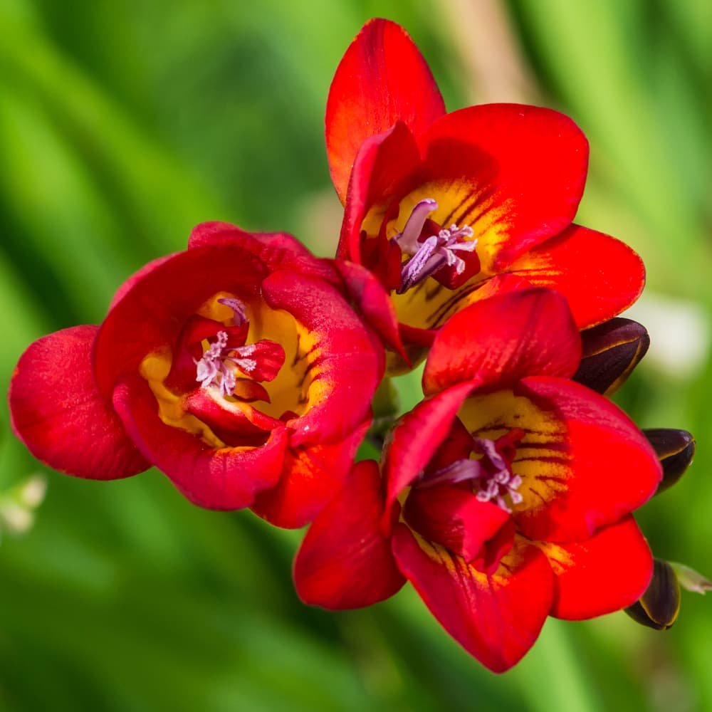 Growing and Caring for Freesias: The Ultimate Guide - The Arches