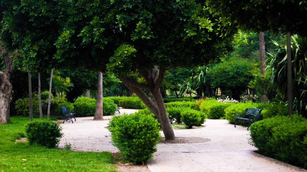 16 Best Trees that Will Make Your Small Garden Beautiful - The Arches