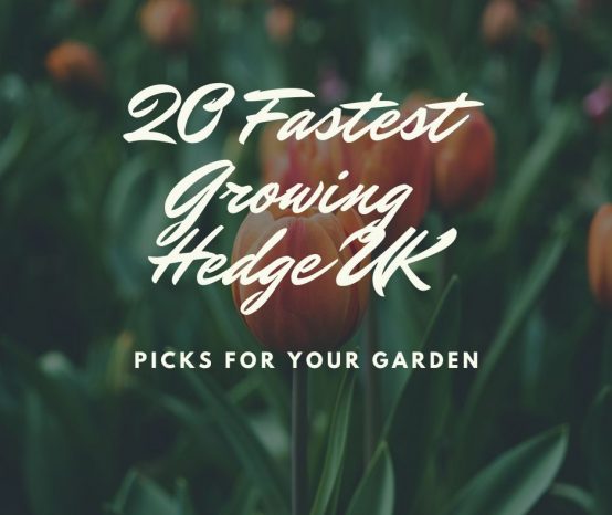 16 Amazing Hedge Ideas for Your Garden Boundaries Explained - The Arches
