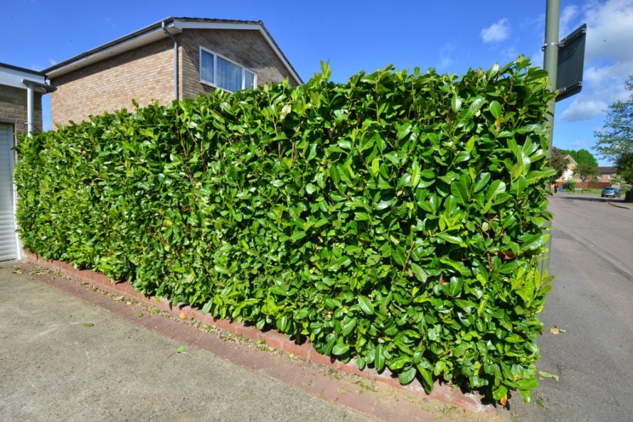 Bringing Natural Beauty to Your Yard: Landscaping with Native Hedging ...