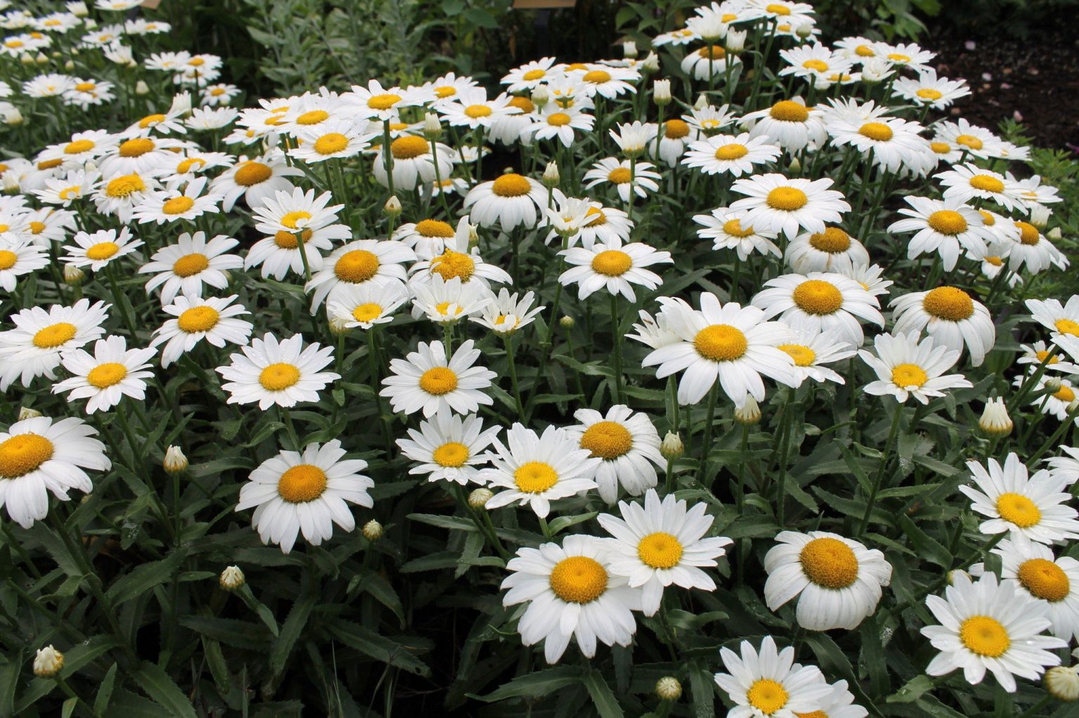 12 Small White-Flowering Plants for a Stunning Garden - The Arches
