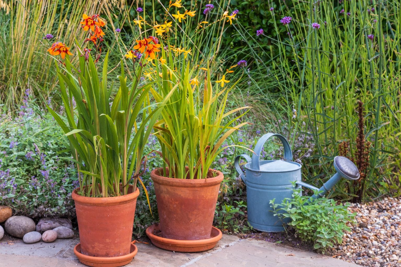 How Deep to Plant Crocosmia Bulbs - The Arches