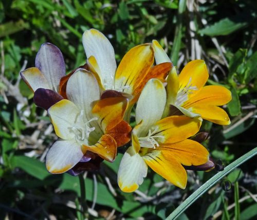 20 Unique Types of Freesias to Add Color to Your Garden - The Arches
