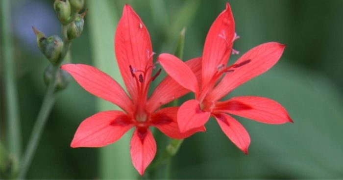 20 Unique Types of Freesias to Add Color to Your Garden - The Arches