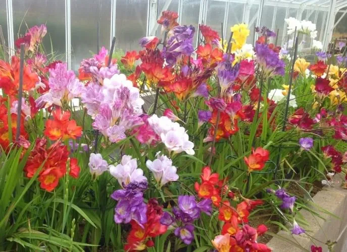 20 Unique Types of Freesias to Add Color to Your Garden - The Arches
