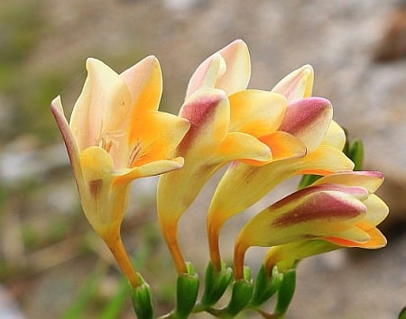 20 Unique Types of Freesias to Add Color to Your Garden - The Arches