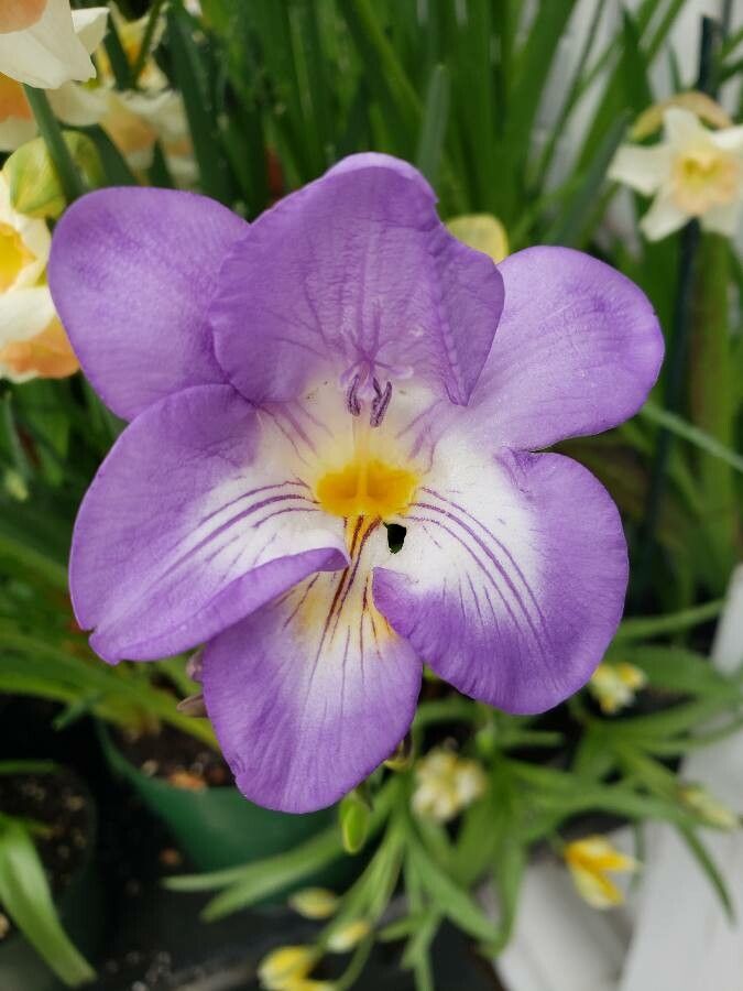20 Unique Types of Freesias to Add Color to Your Garden - The Arches