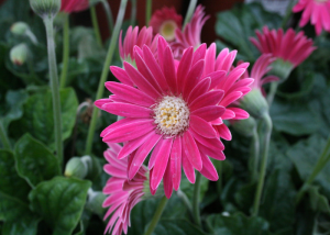 20 Stunning Gerbera Varieties to Grow in Your Garden - The Arches