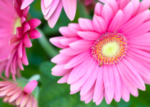 20 Stunning Gerbera Varieties to Grow in Your Garden - The Arches