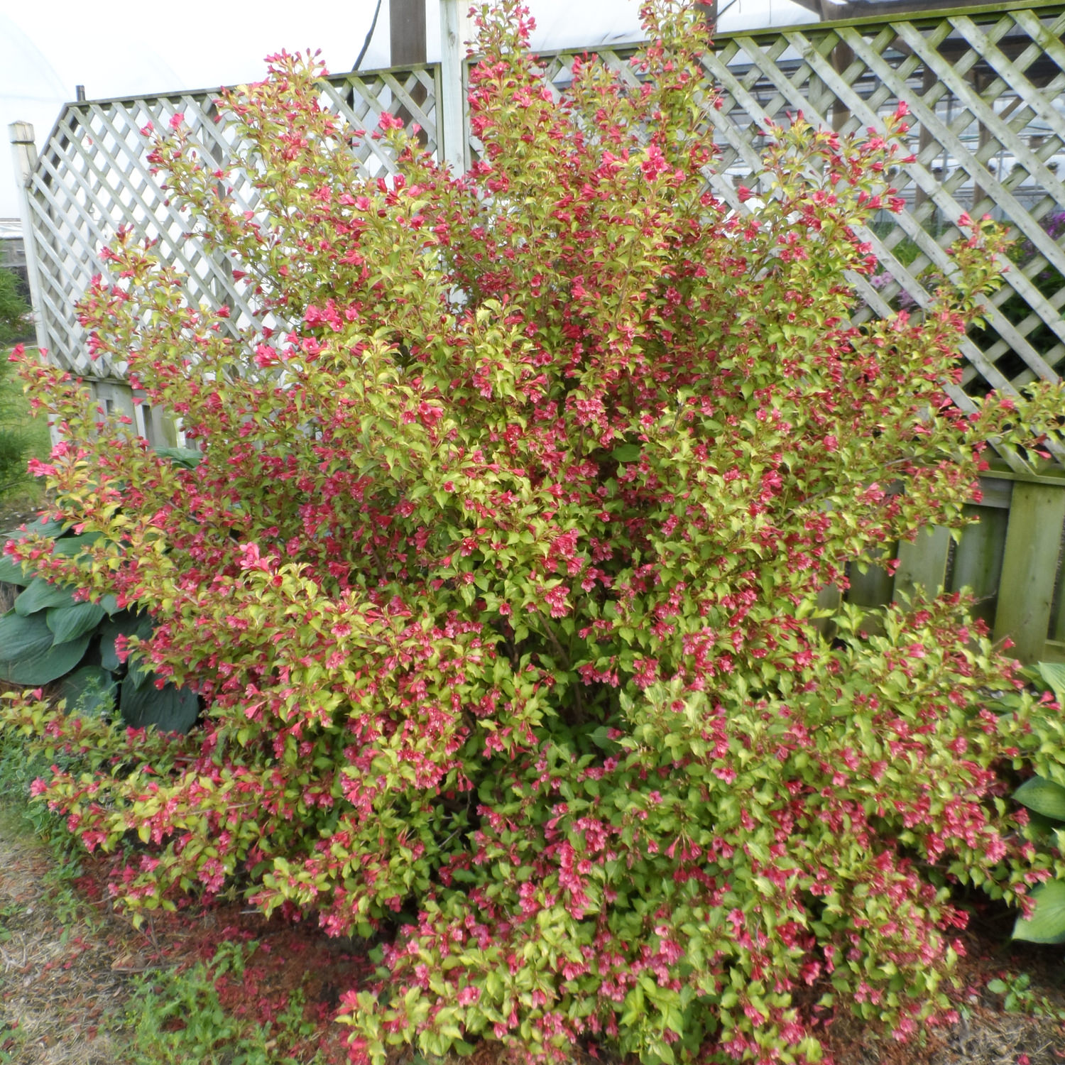 14 Gorgeous Weigela Species for a Stunning Landscape - The Arches 14 Gorgeous Weigela Species for a Stunning Landscape - The Arches