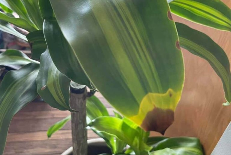 Yucca Plant Dying? Here's How To Revive a Dying Yucca Plant - The Arches