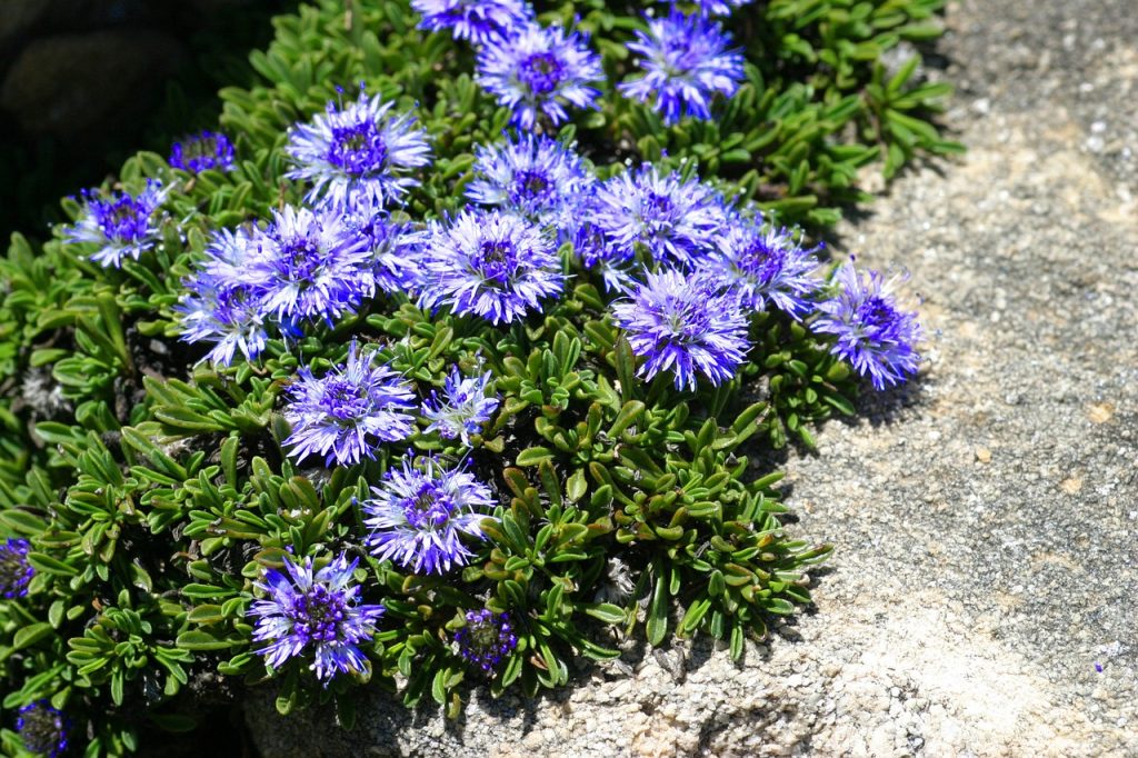 7 Simple Stages to Build A Stunning Alpine Garden From Scratch - The Arches
