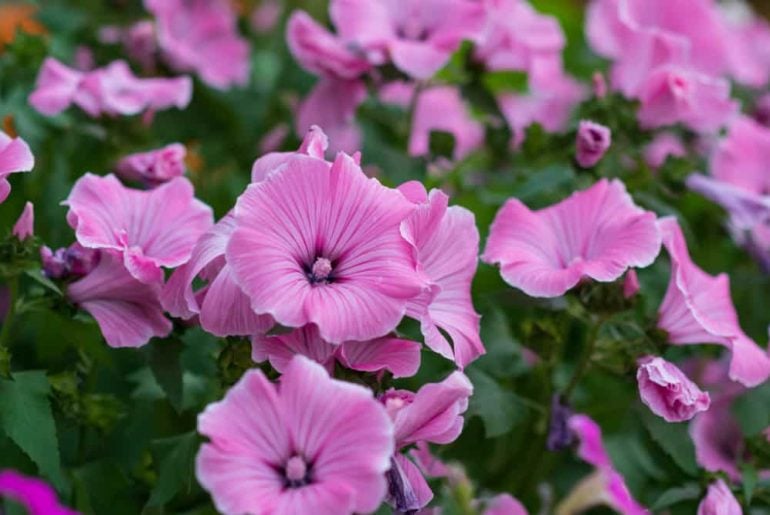 Growing Lavatera: The Hardiness of Lavatera Plants - The Arches