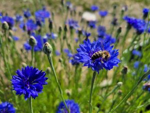 3 Simple Steps to Grow Stunning Cornflowers from Seed - The Arches