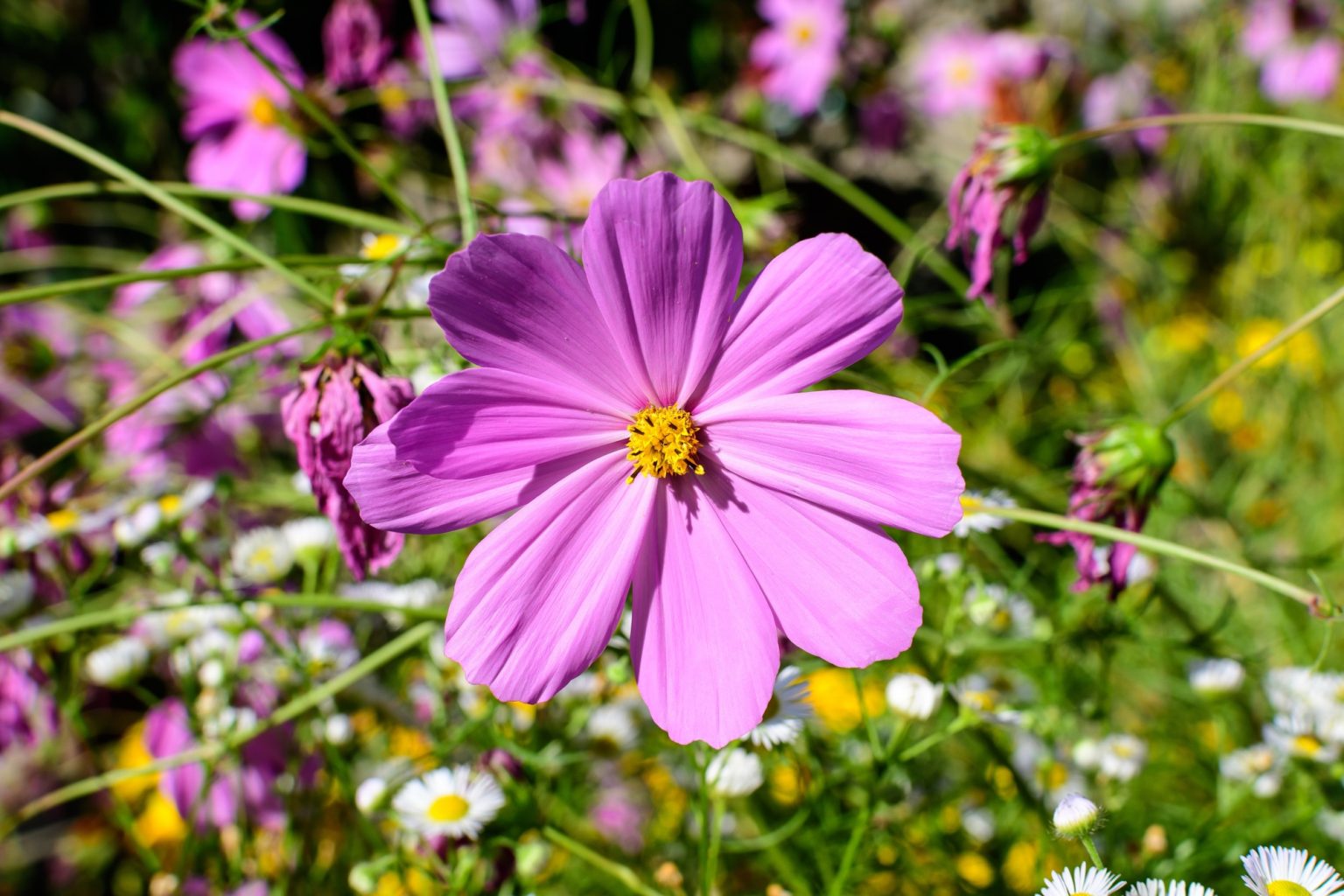 Top 6 Expert Tips For Growing Cosmos In Pots Effectively - The Arches